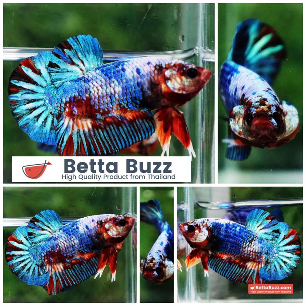 Marble Betta Fish for Sale - Betta Buzz