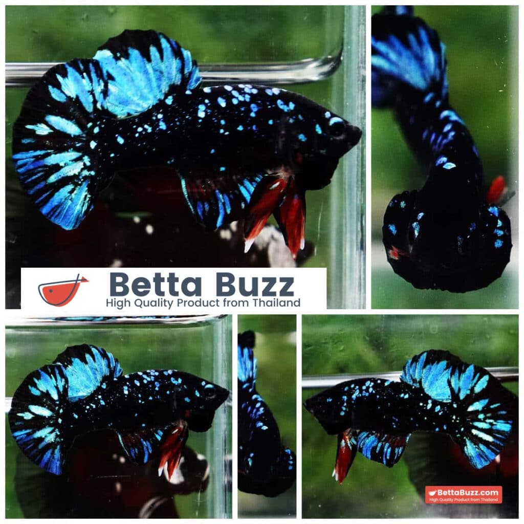 Halfmoon Plakat Betta Fish for Sale (HMPK) - Betta Buzz